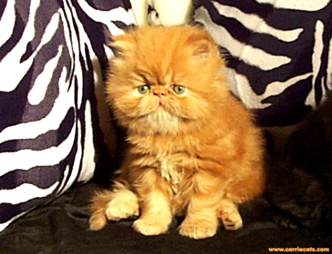 Welcome to Carriecats